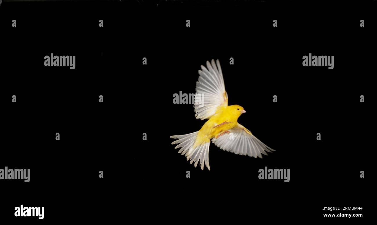 Yellow Canary, serinus canaria, Adult in flight against Black ...