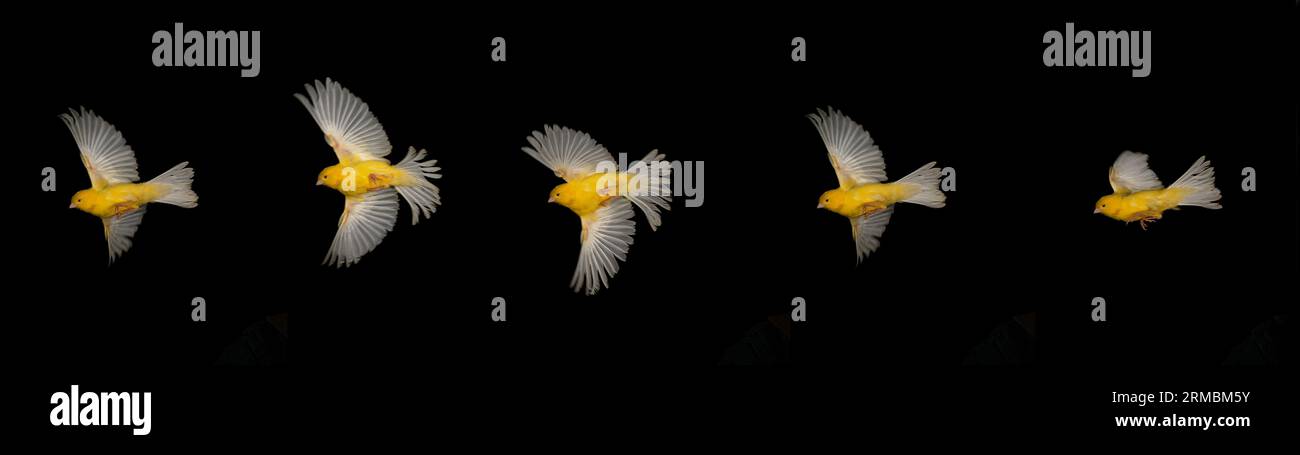 Domestic canary in flight hi-res stock photography and images - Alamy
