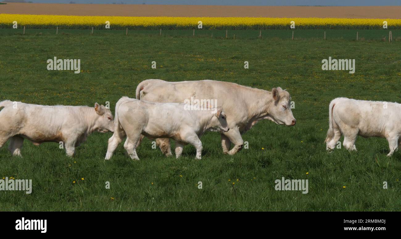 Charolais Cattle, a French Breed, Herd walking through Meadow, Normandy ...