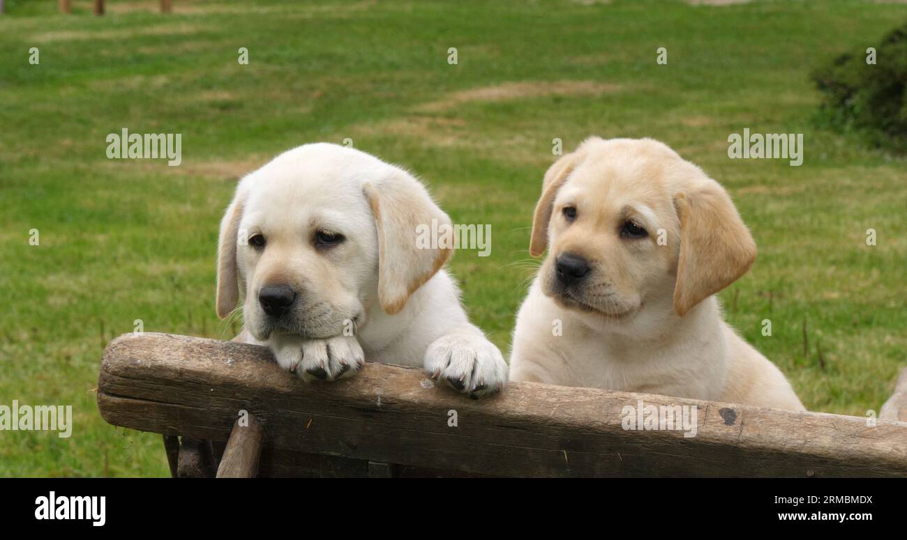 Labrador Retriever, Two Yellow Puppies in a Wheelbarrow, Normandy in ...