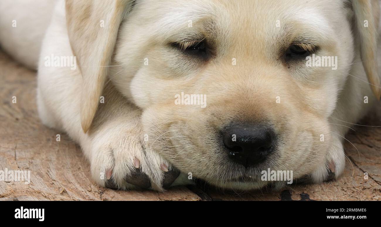 Labrador Retriever, Yellow Puppy sleeping in a Wheelbarrow, Normandy in ...