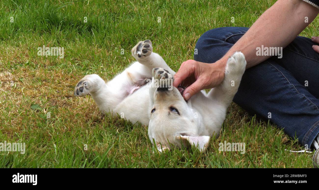 Yellow Labrador Retriever, Puppy Playing with his Mistress on the Lawn ...
