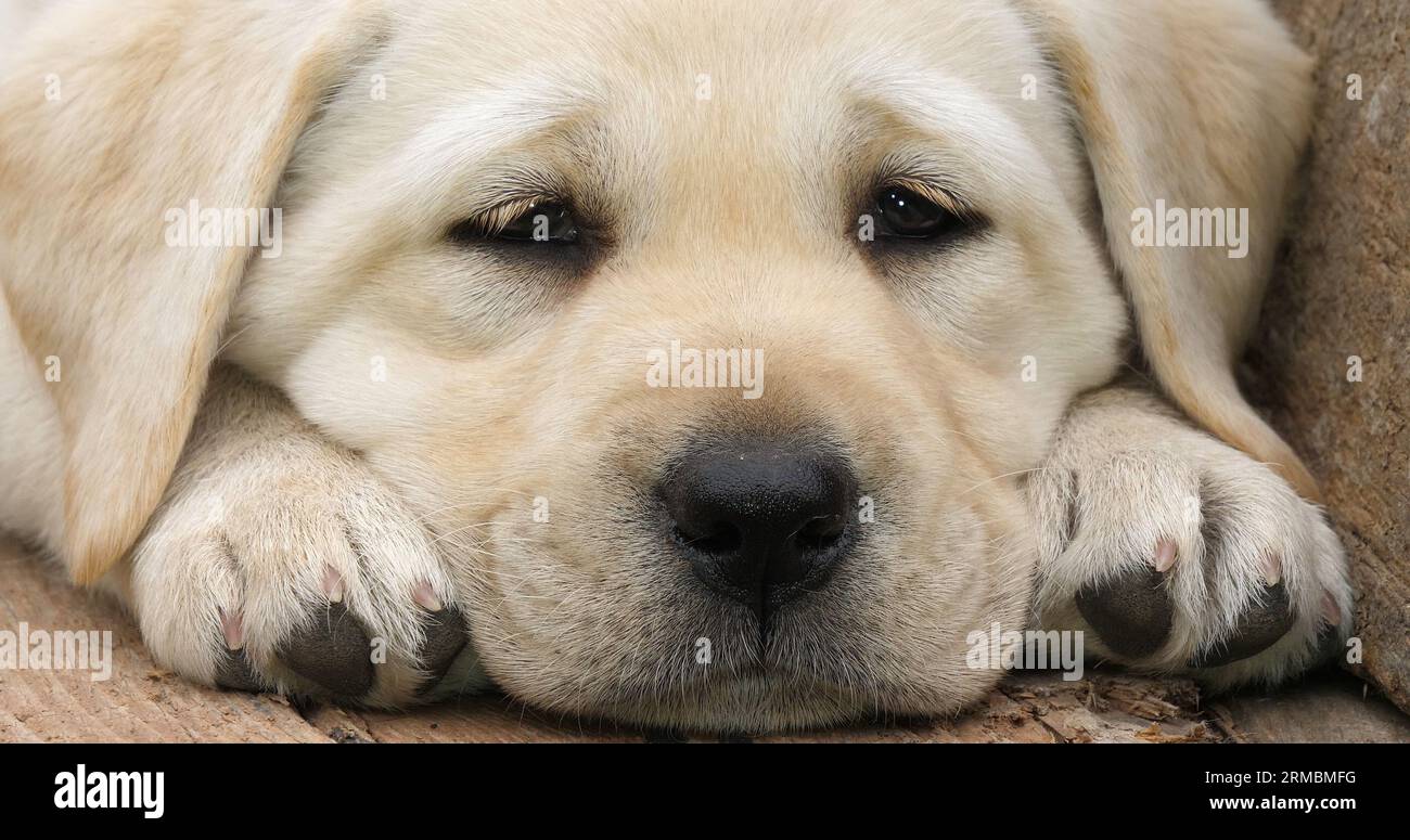 Labrador Retriever, Yellow Puppy sleeping in a Wheelbarrow, Normandy in ...