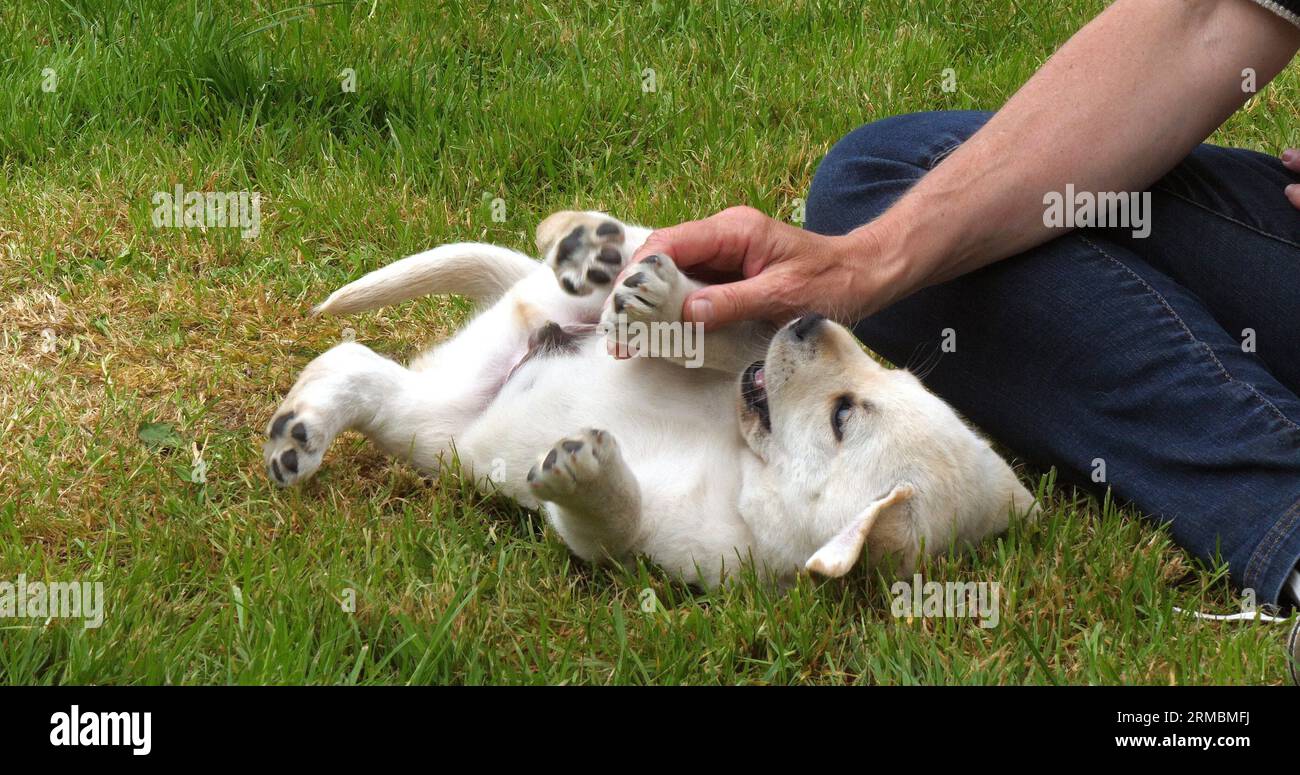 Yellow Labrador Retriever, Puppy Playing with his Mistress on the Lawn ...