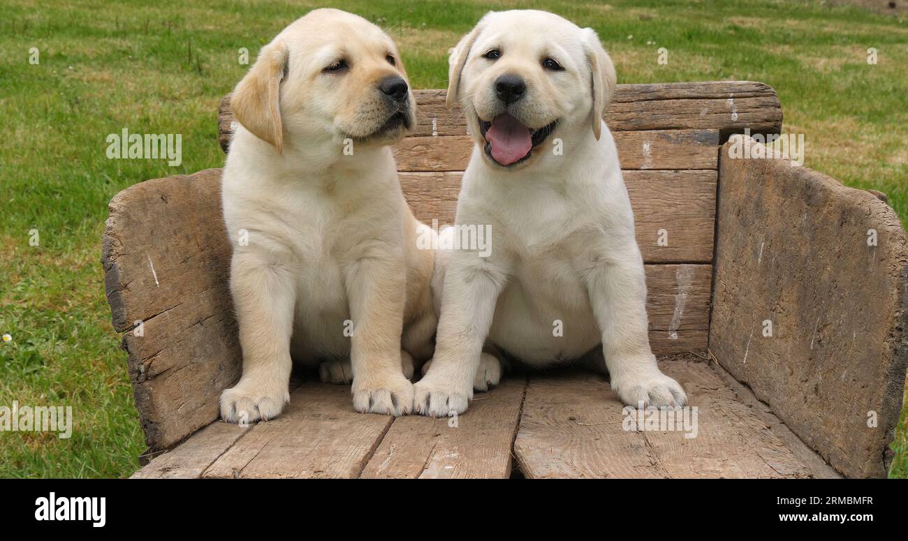 Labrador Retriever, Two Yellow Puppies in a Wheelbarrow, Normandy in ...