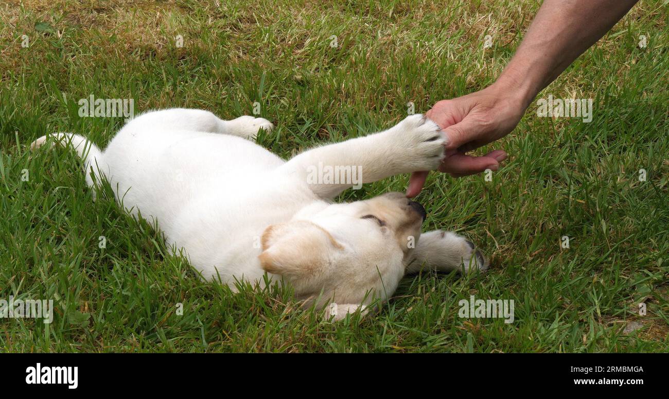 Yellow Labrador Retriever, Puppy Playing with his Mistress on the Lawn ...