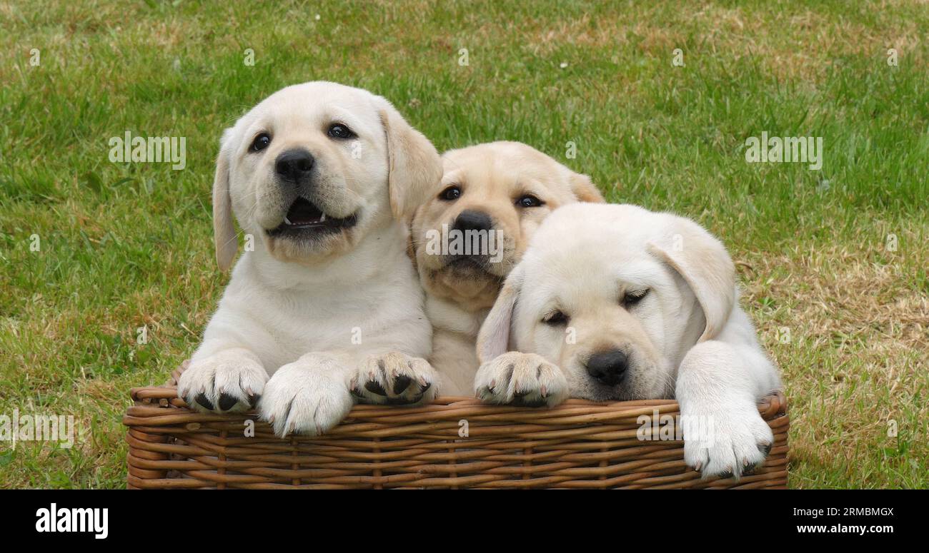 Yellow Labrador Retriever, Puppies Playing in a Basket, Normandy in ...