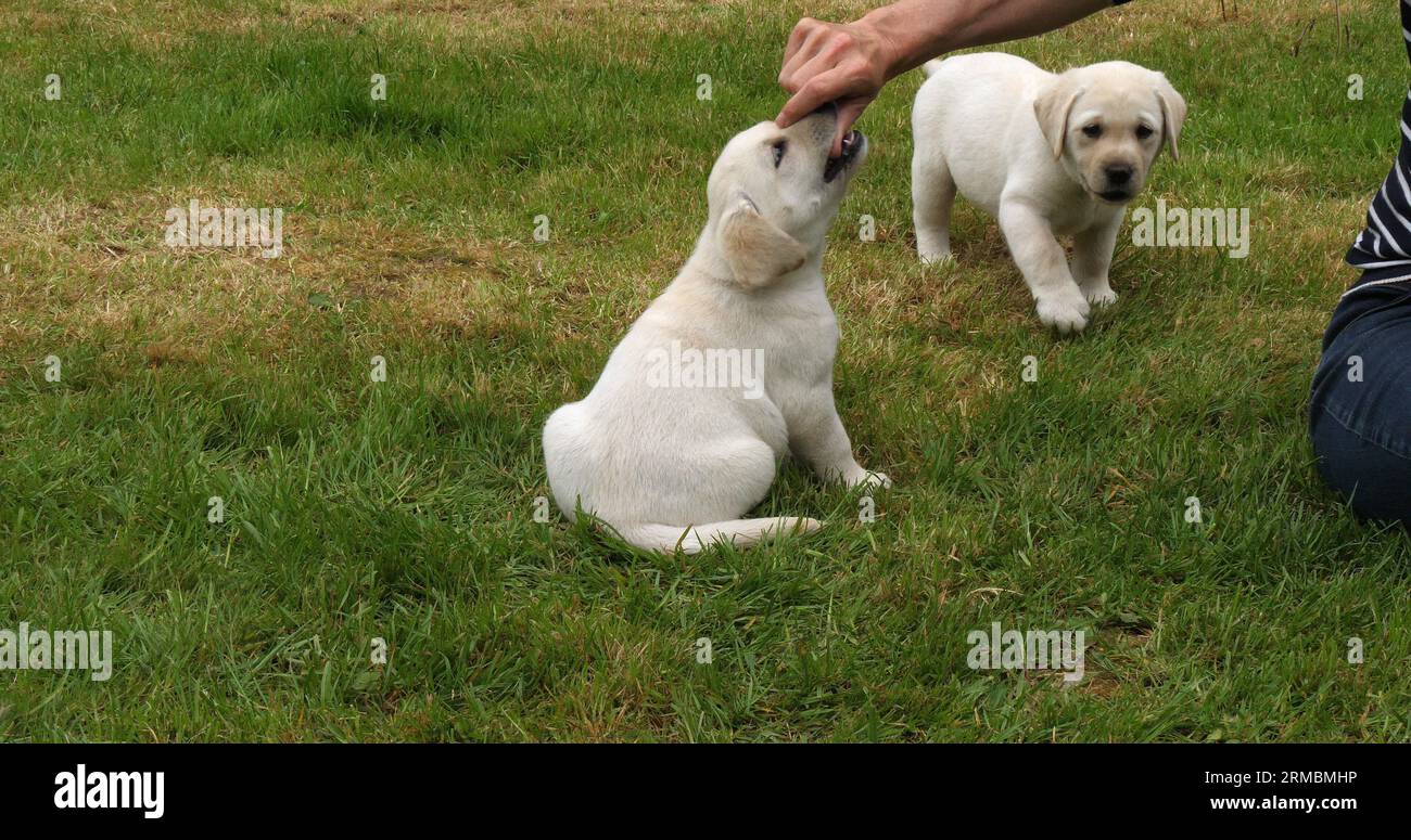 Yellow Labrador Retriever, Puppy Playing with his Mistress on the Lawn ...