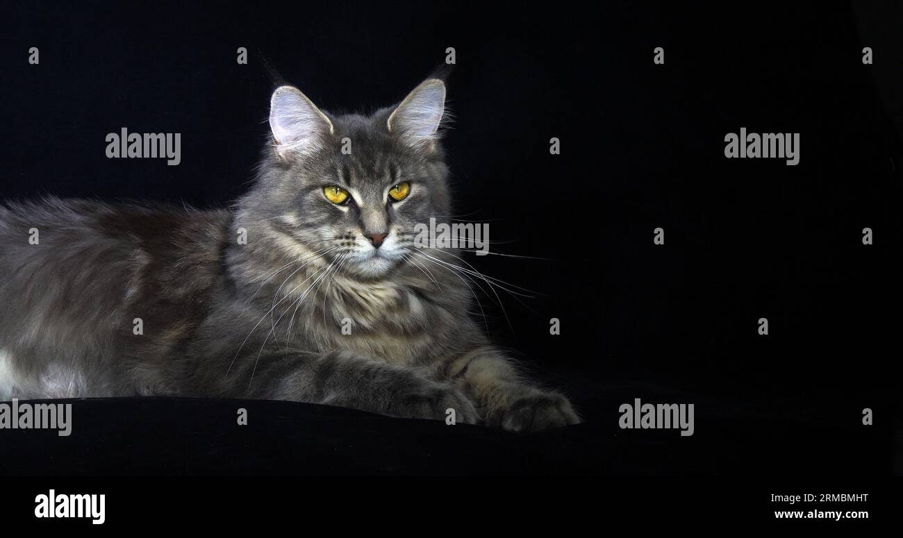 Blue Blotched Tabby Maine Coon Domestic Cat, Female laying against ...