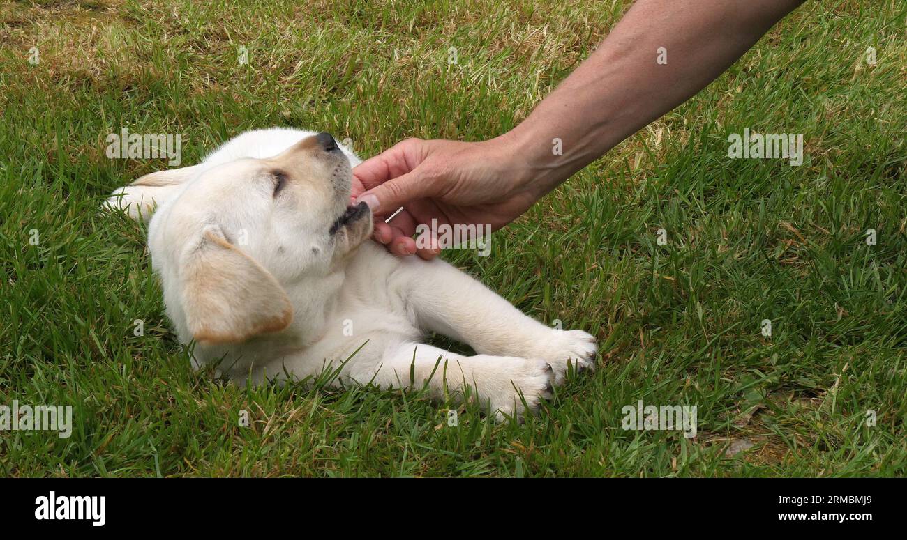 Yellow Labrador Retriever, Puppy Playing with his Mistress on the Lawn ...