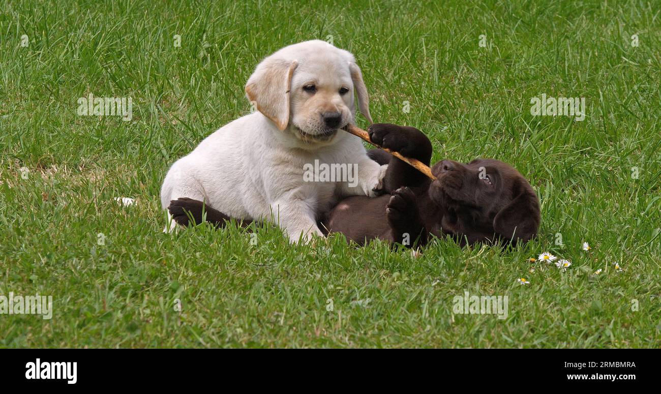 Yellow Labrador Retriever and Brown Labrador Retriever, Puppies Playing ...