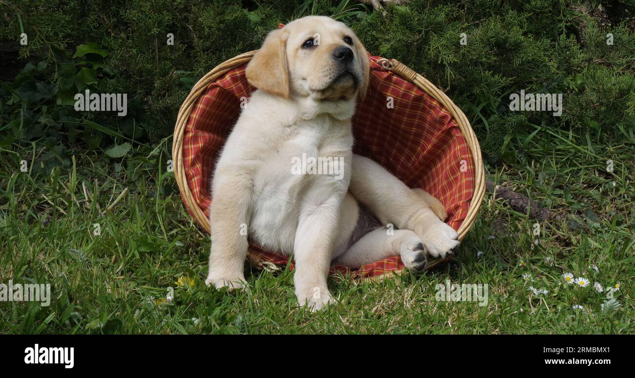 Yellow Labrador Retriever, Puppy Playing in a Basket, Normandy Stock ...