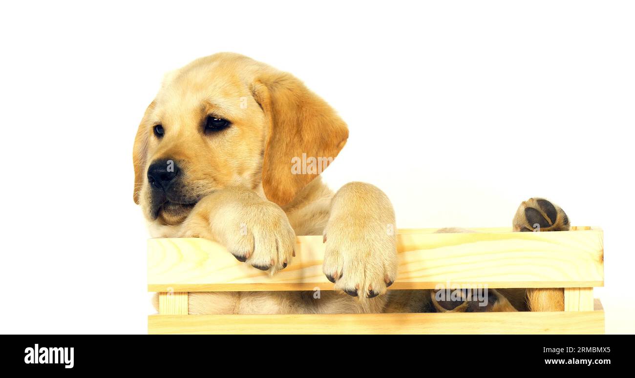 Yellow Labrador Retriever, Puppy Playing in a Box on White Background ...