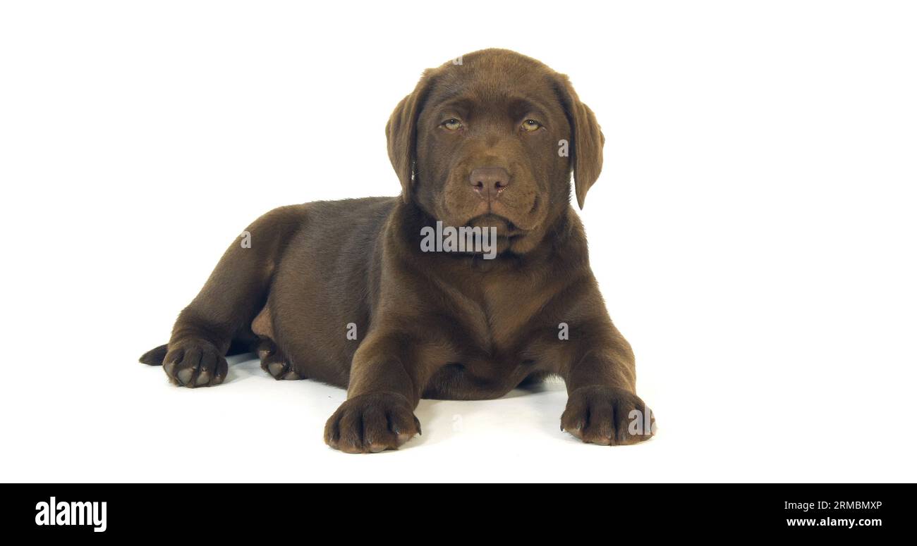 Brown Labrador Retriever, Puppy on White Background, Normandy Stock ...