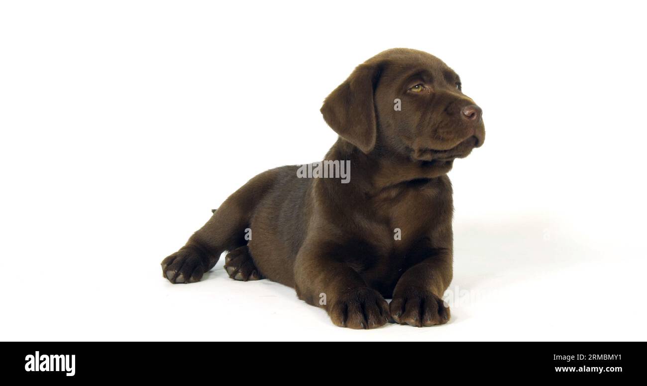 Brown Labrador Retriever, Puppy on White Background, Normandy Stock ...