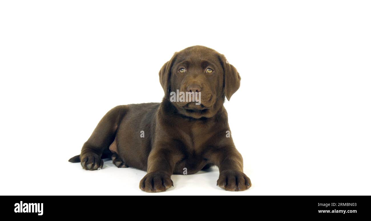 Brown Labrador Retriever, Puppy on White Background, Normandy Stock ...