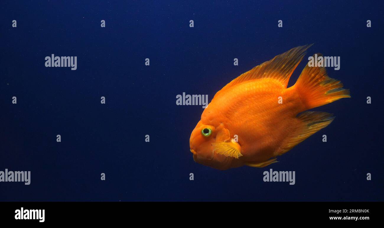 Midas Cichlid, amphilophus citrinellus, Fish swimming in a Freshwater Aquarium Stock Photo - Alamy