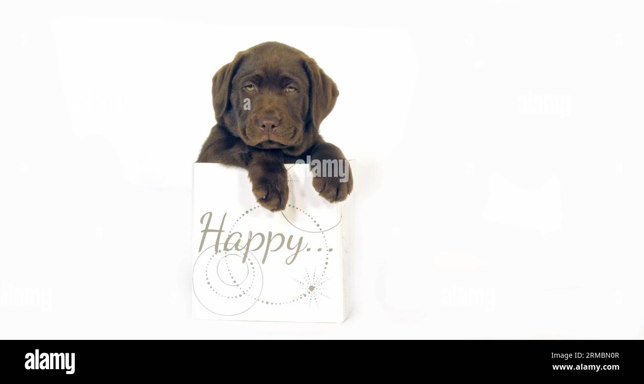 Brown Labrador Retriever, Puppy standing in a Gift Box on White ...