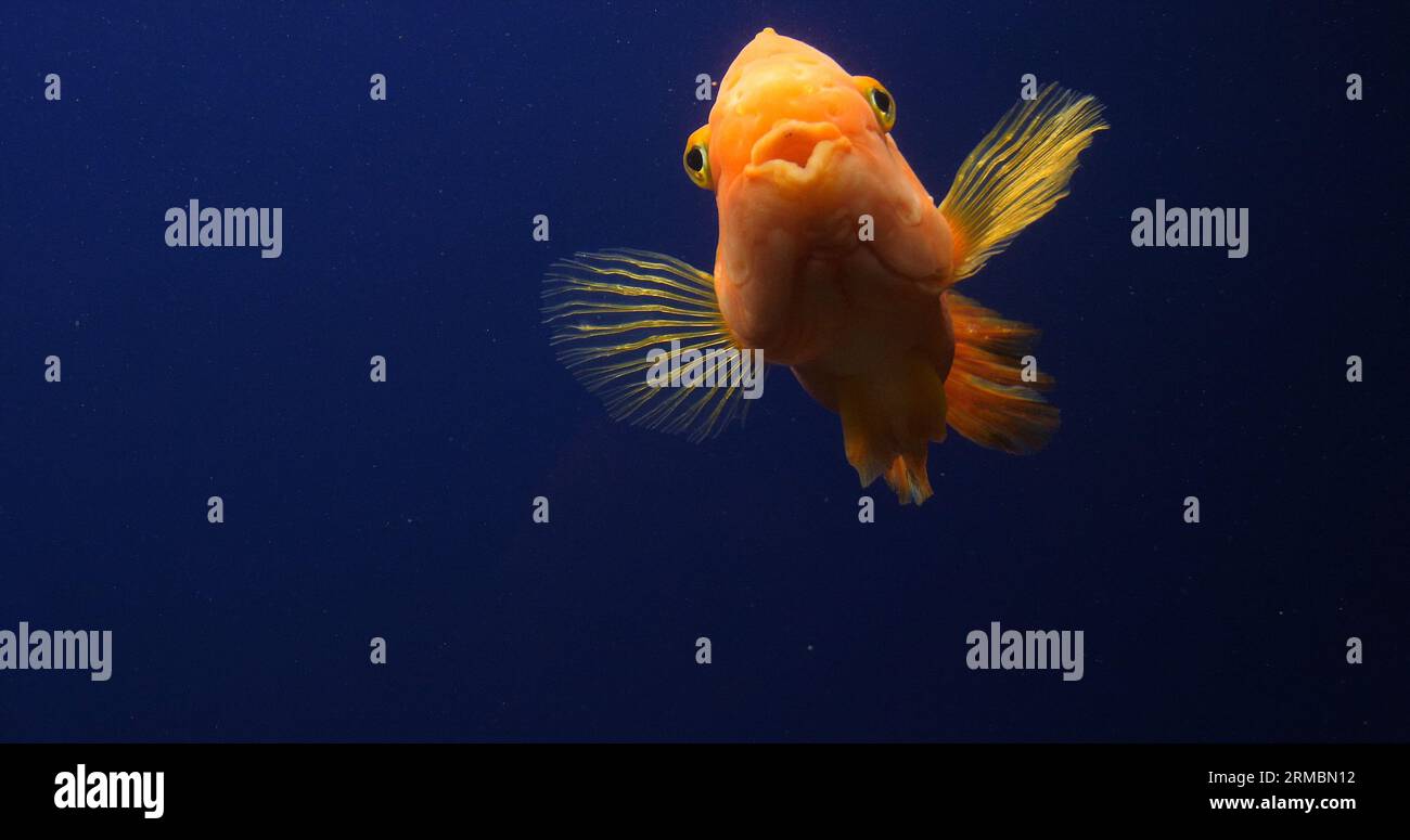 Midas Cichlid, amphilophus citrinellus, Fish swimming in a Freshwater Aquarium Stock Photo - Alamy