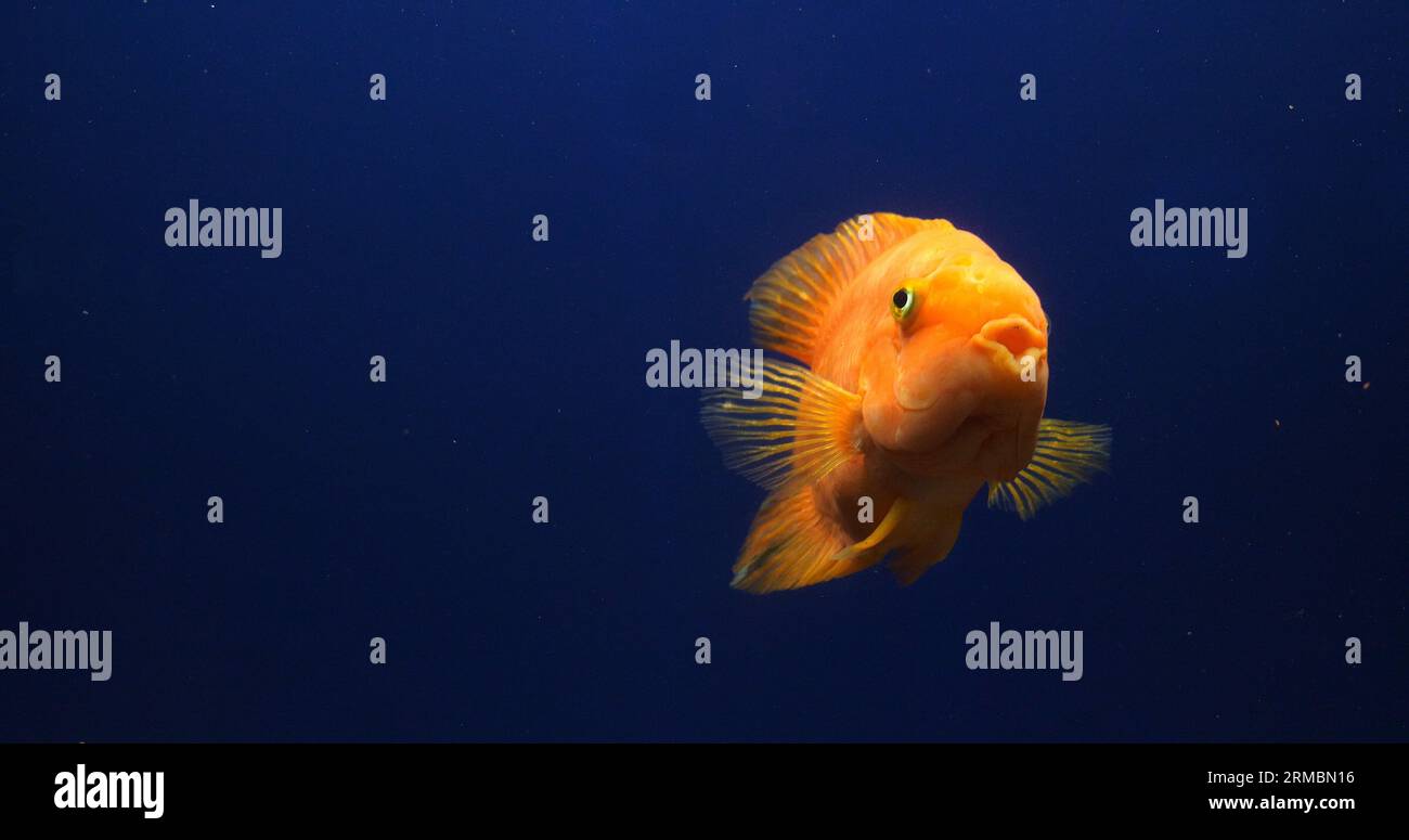 Midas Cichlid, amphilophus citrinellus, Fish swimming in a Freshwater Aquarium Stock Photo - Alamy