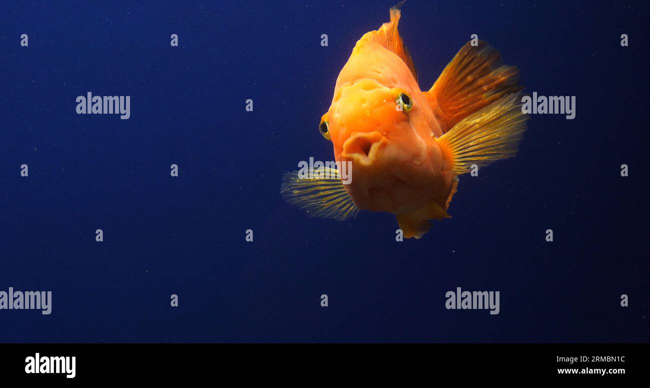 Midas Cichlid, amphilophus citrinellus, Fish swimming in a Freshwater ...