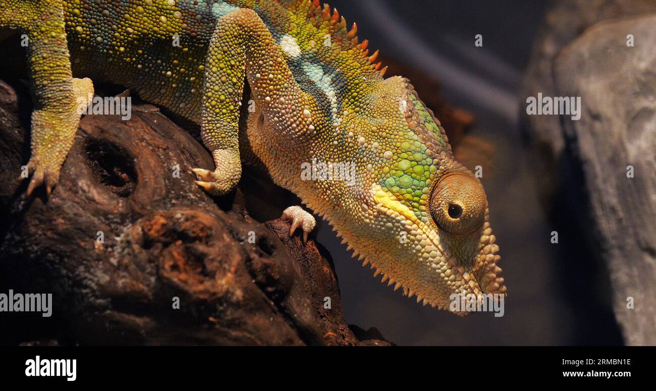 Adult panther chameleon standing on hi-res stock photography and images ...