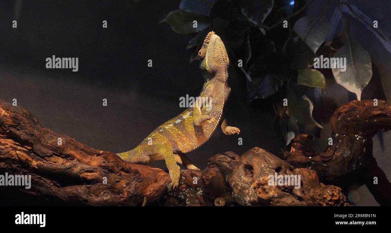 Adult panther chameleon standing on hi-res stock photography and images ...