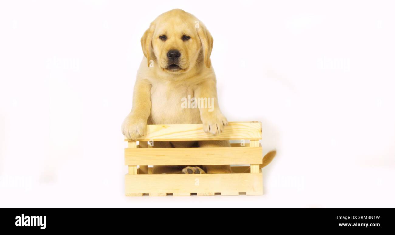 Yellow Labrador Retriever, Puppy Playing in a Box on White Background ...