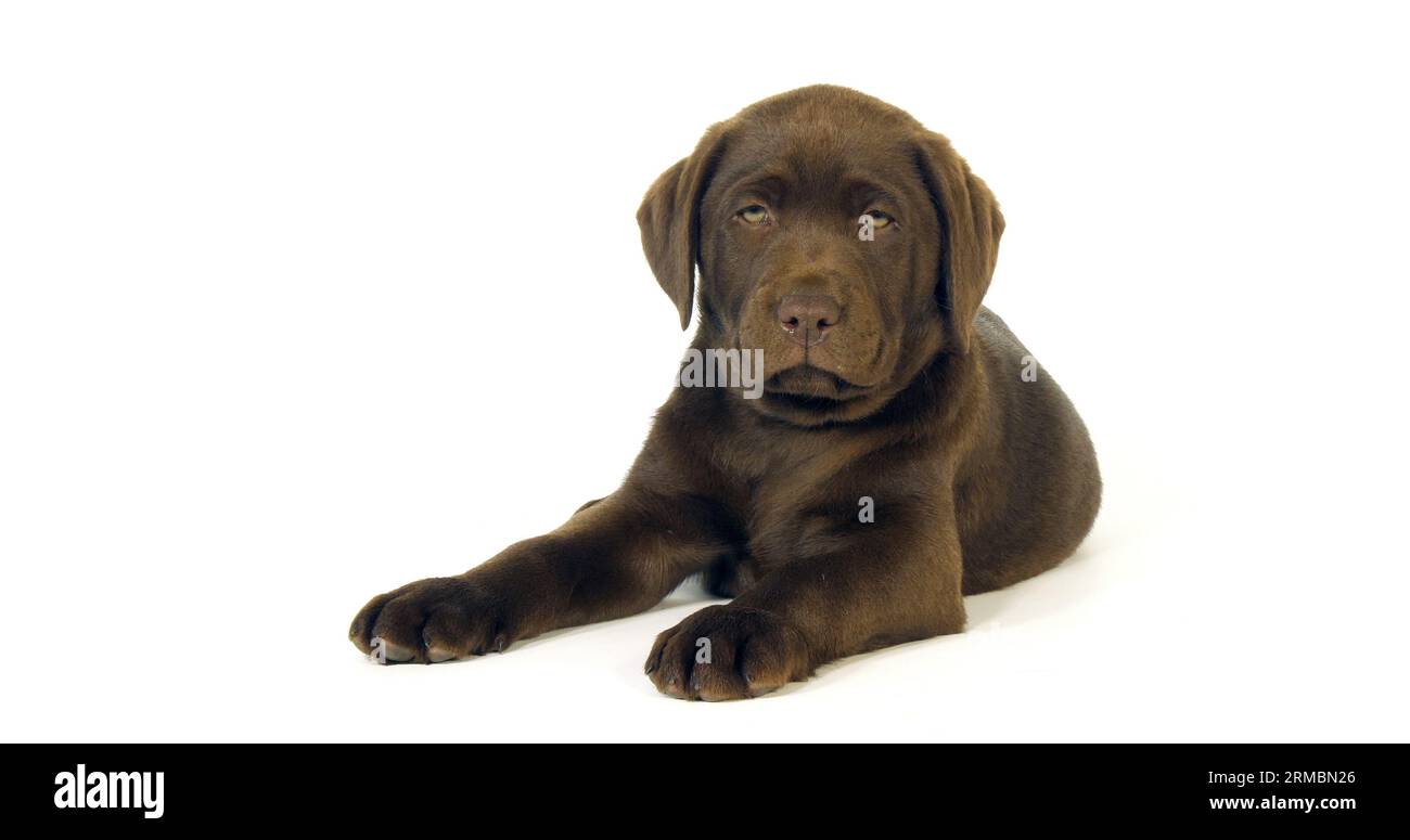 Brown Labrador Retriever, Puppy on White Background, Normandy Stock ...