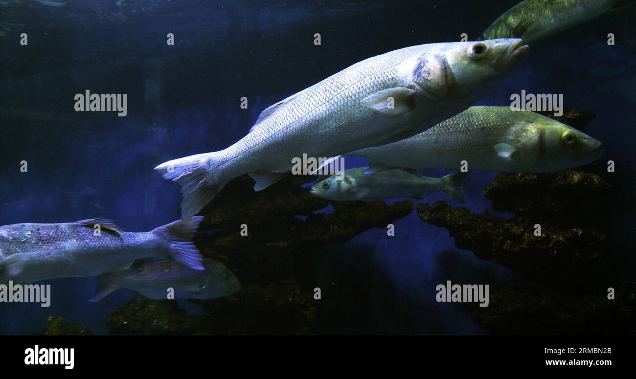 Sea Bass, dicentrarchus labrax, Group Swimming Stock Photo - Alamy