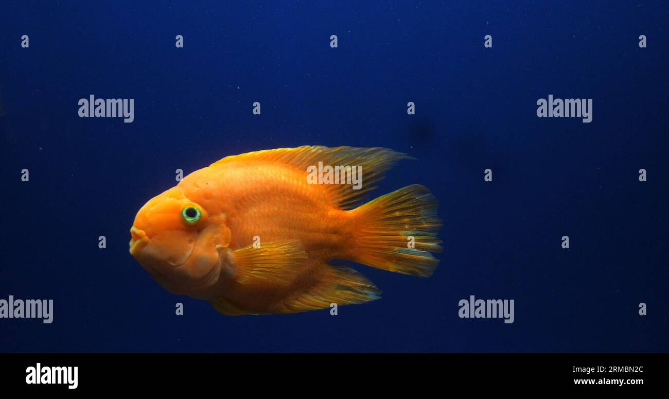 Midas Cichlid, amphilophus citrinellus, Fish swimming in a Freshwater Aquarium Stock Photo - Alamy