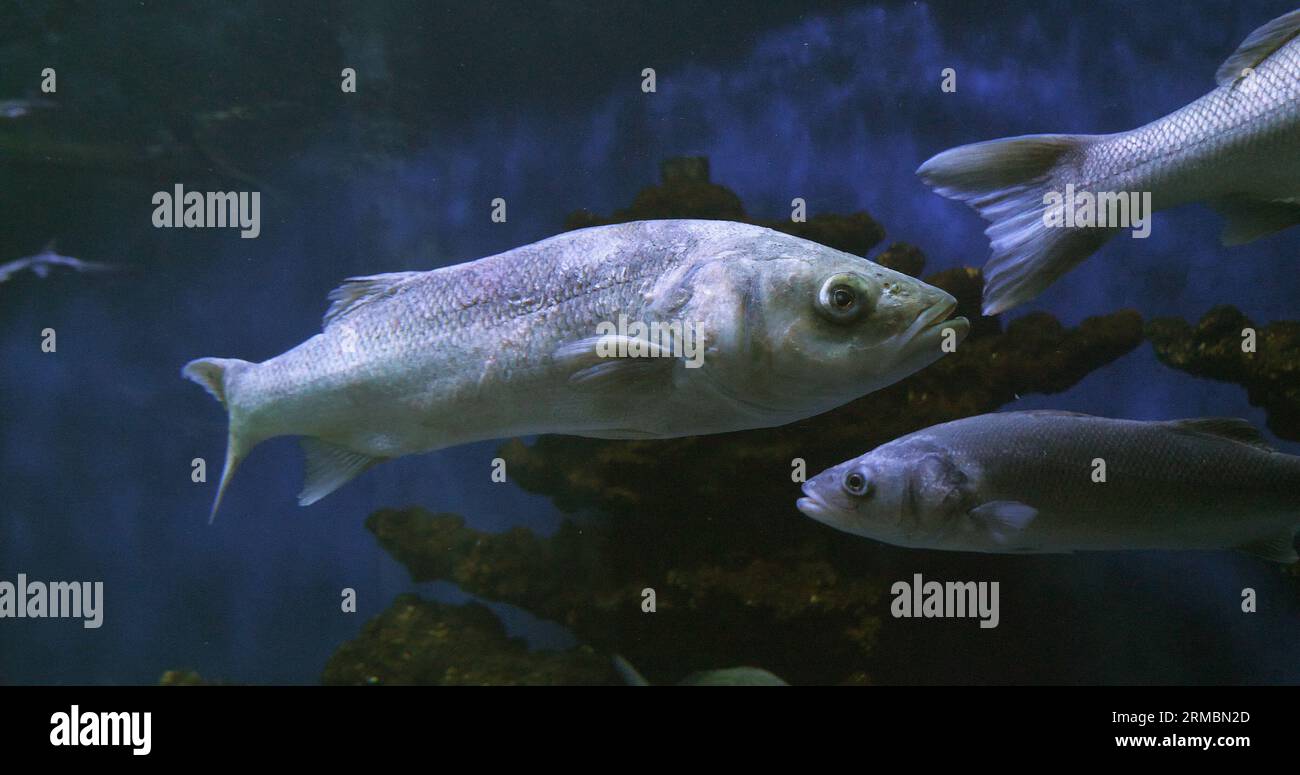Sea Bass, dicentrarchus labrax, Group Swimming Stock Photo - Alamy