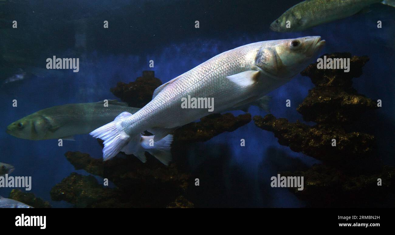 Sea Bass, dicentrarchus labrax, Group Swimming Stock Photo - Alamy