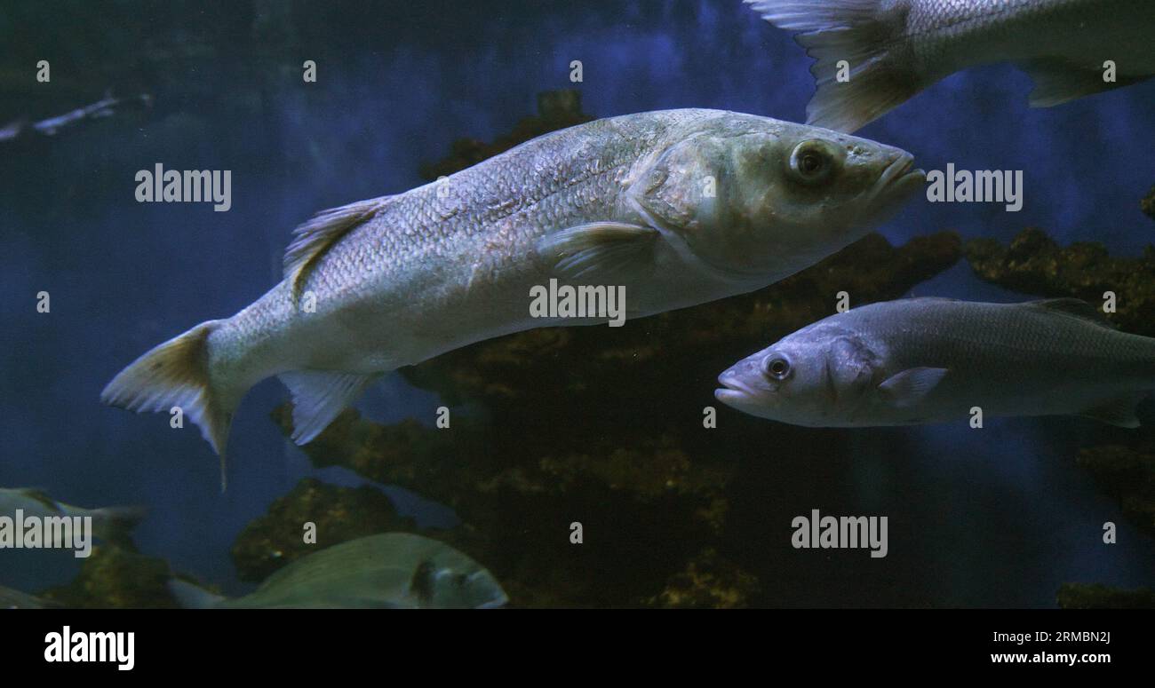 Sea Bass, dicentrarchus labrax, Group Swimming Stock Photo - Alamy