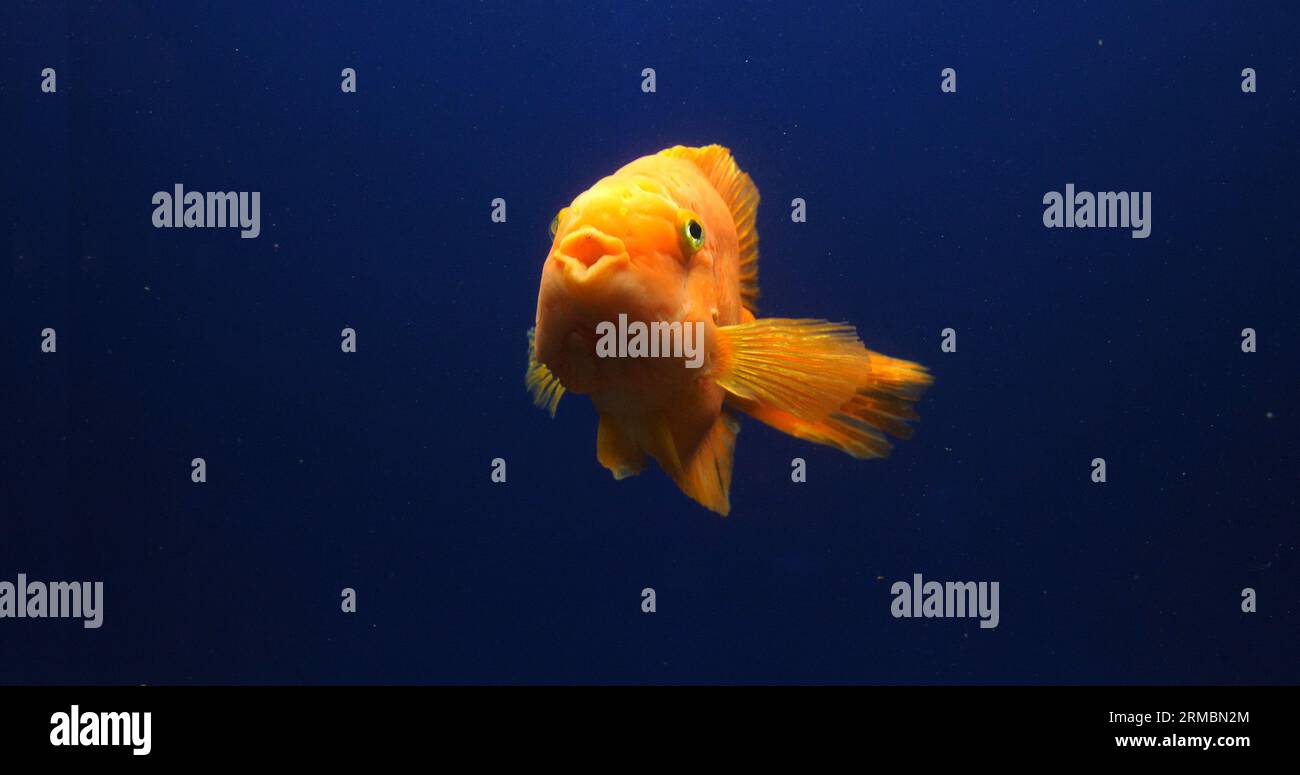 Midas Cichlid, amphilophus citrinellus, Fish swimming in a Freshwater ...