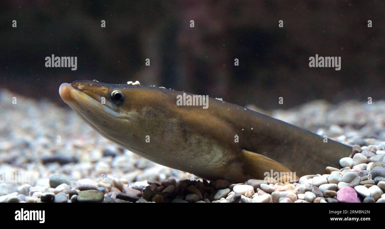 Common eel hi-res stock photography and images - Alamy