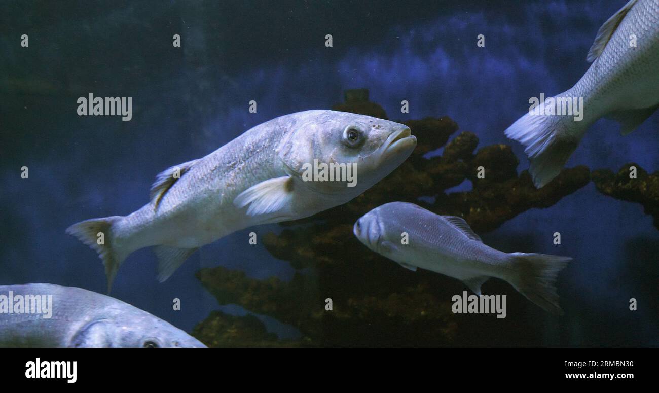 Sea Bass, dicentrarchus labrax, Group Swimming Stock Photo - Alamy