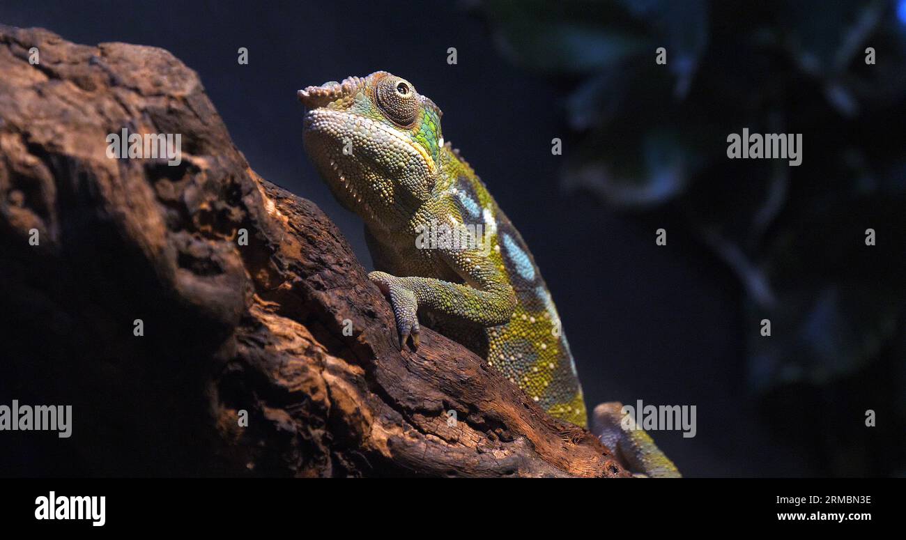 Adult panther chameleon standing on hi-res stock photography and images ...