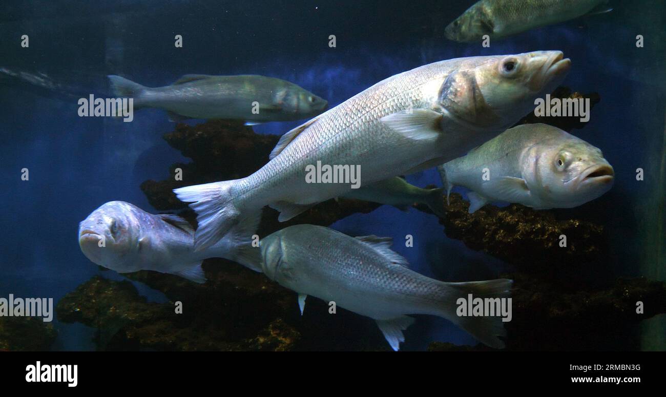 Sea Bass, dicentrarchus labrax, Group Swimming Stock Photo - Alamy