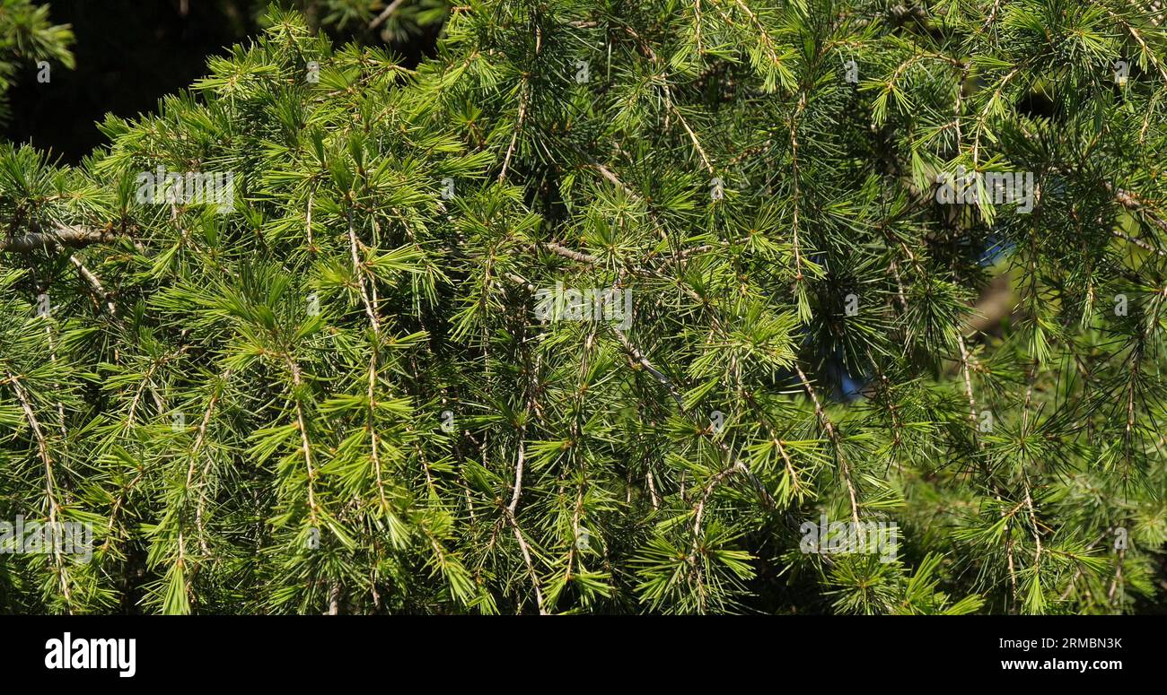 Shrub in Normandy, France , Shrub in Normandy, France Stock Photo - Alamy