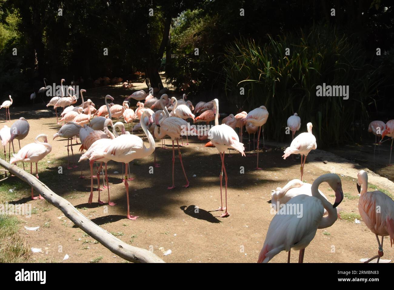 Los Angeles, California, USA 4th August 2023 Flamingos at LA Zoo on ...