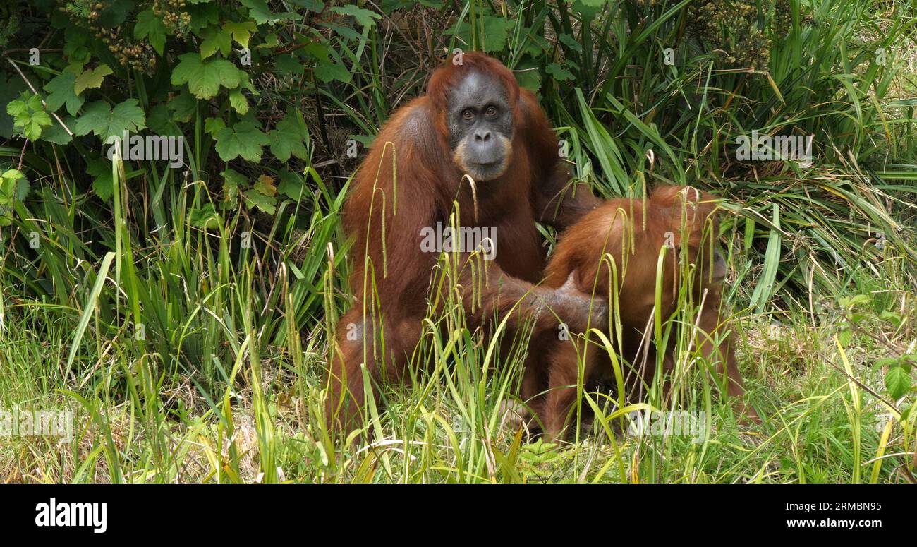 Baby pongo pygmaeus playing hi-res stock photography and images - Alamy