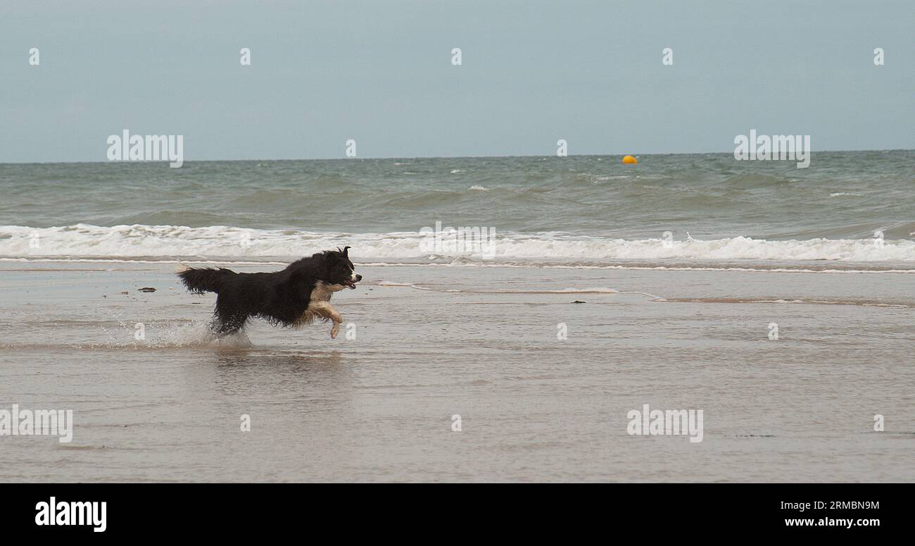 Border Collie Dog, Male Running on the Beach, Normandy Stock Photo - Alamy