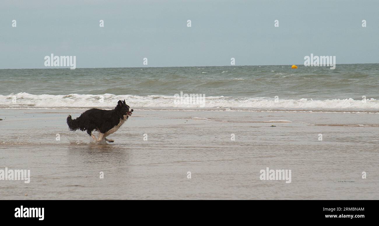 Border Collie Dog, Male Running on the Beach, Normandy Stock Photo - Alamy