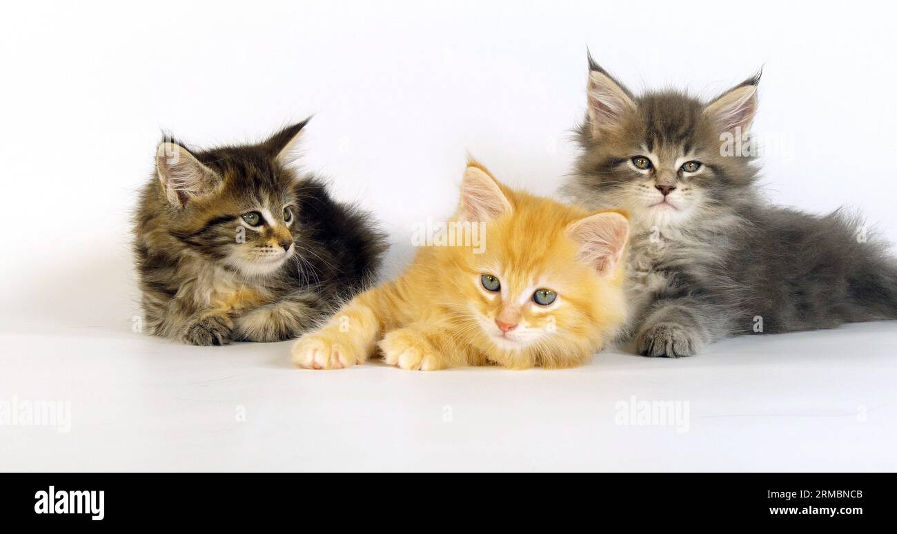 Blue Blotched Tabby, Brown Tortie Blotched Tabby, Cream Blotched Tabby ...