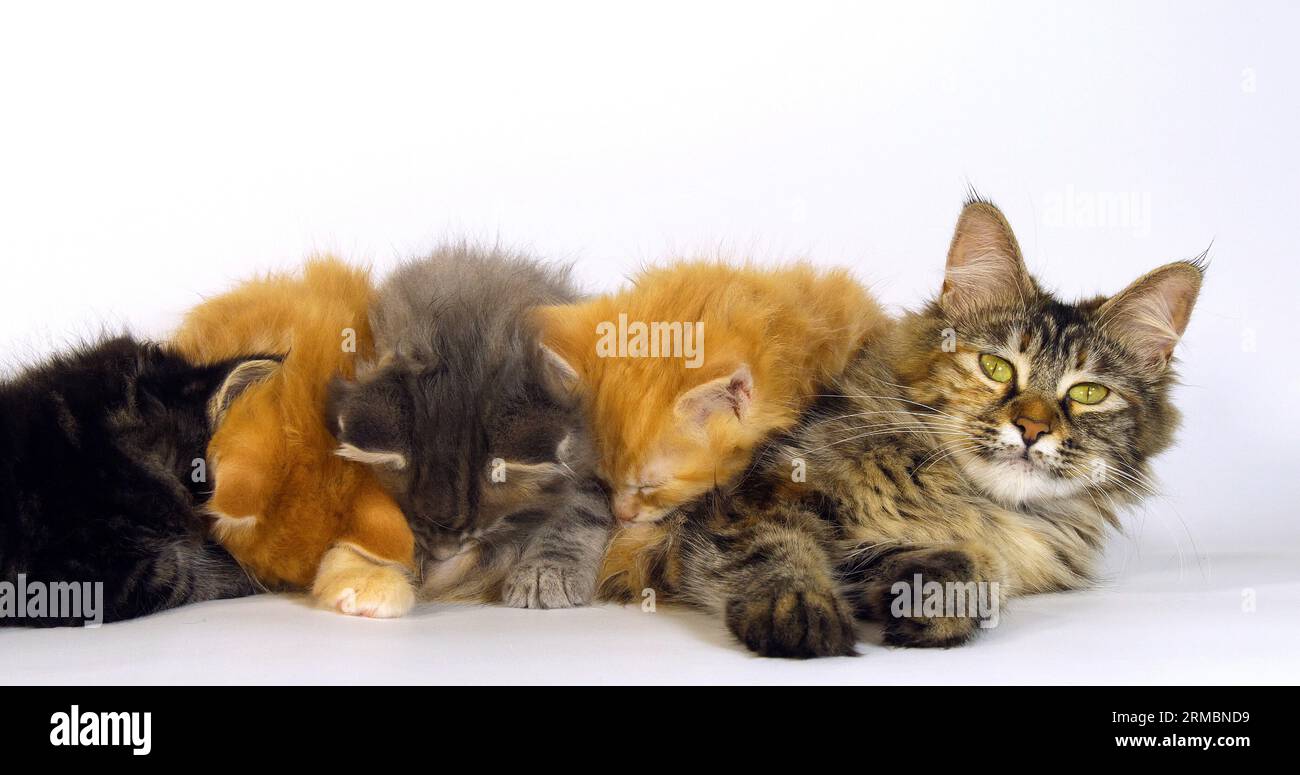 Brown Tortie Blotched Tabby, blue Blotched Tabby and Cream Blotched ...