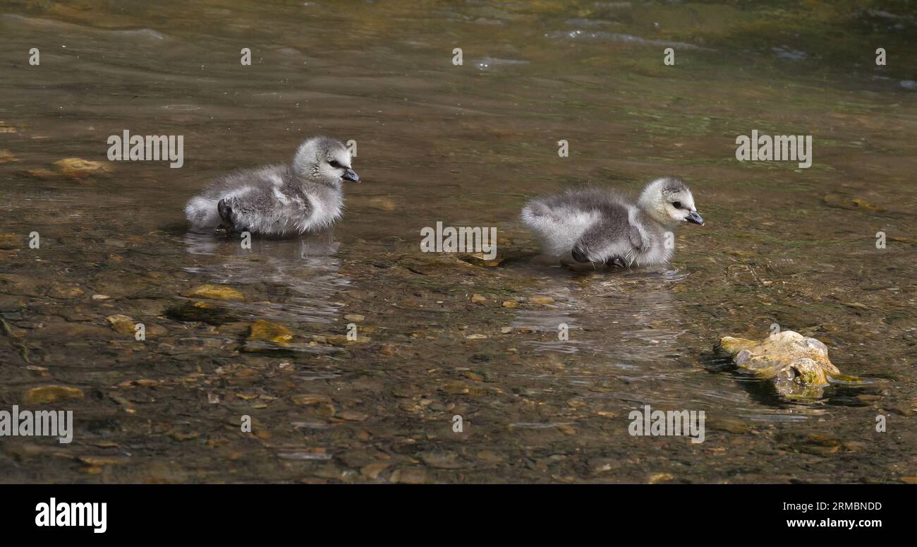 Barnacle Goose, branta leucopsis, two goslings standing in Water ...