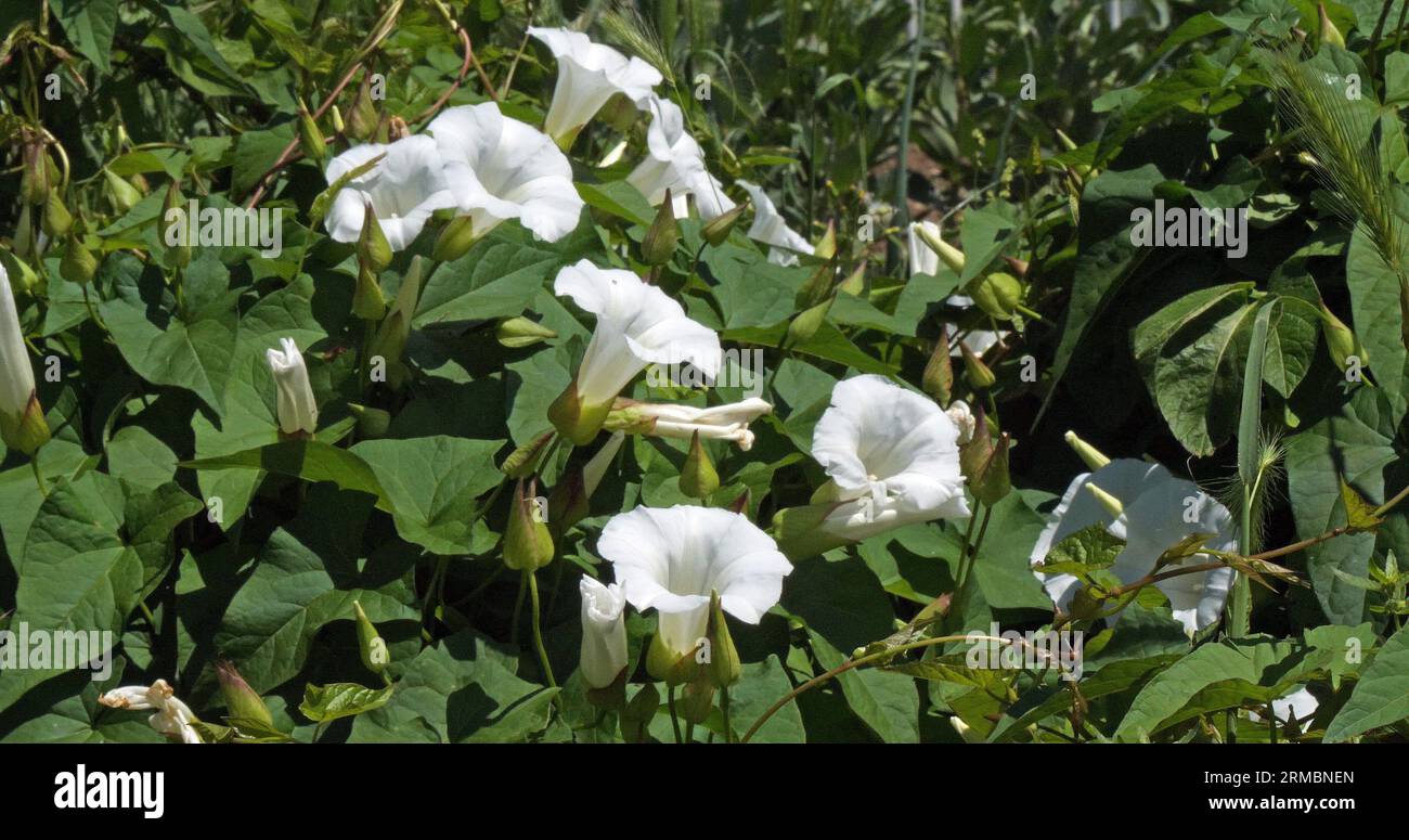 Bindweed flowers normandy in hi-res stock photography and images - Alamy