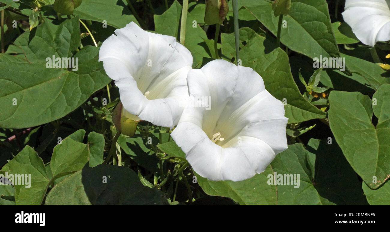 Bindweed flowers normandy in hi-res stock photography and images - Alamy