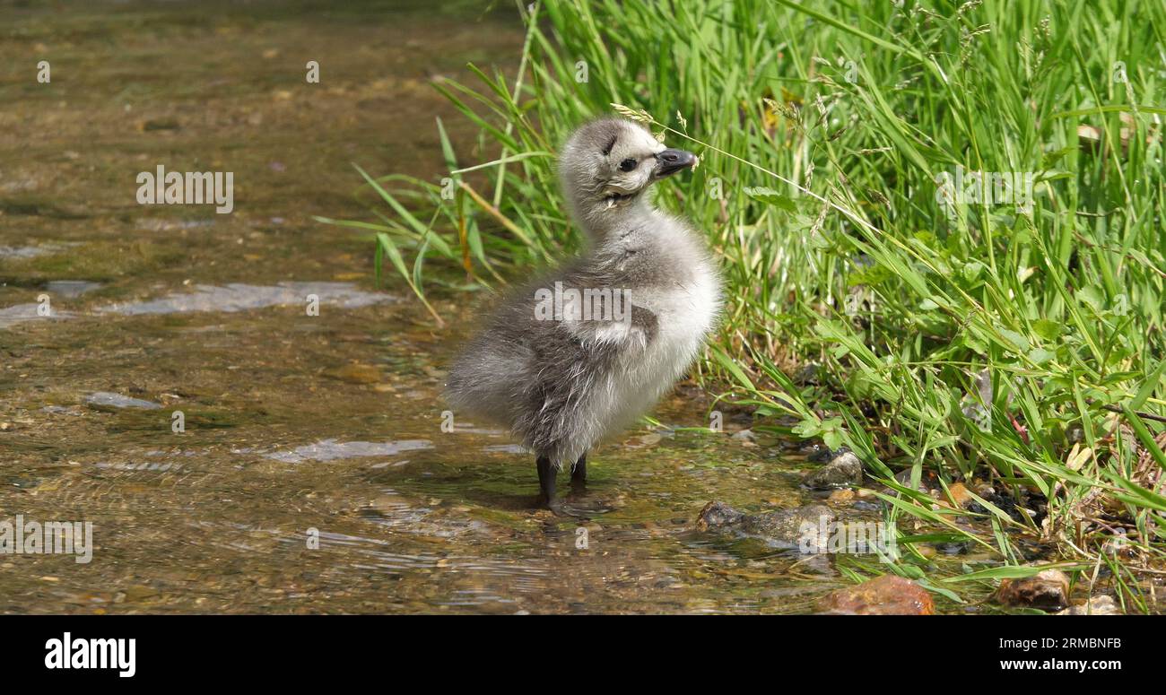 Barnacle Goose, branta leucopsis, gosling standing in Water, Normandy ...